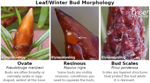 12 Different Types of Poplar Trees & Their Identifying Features