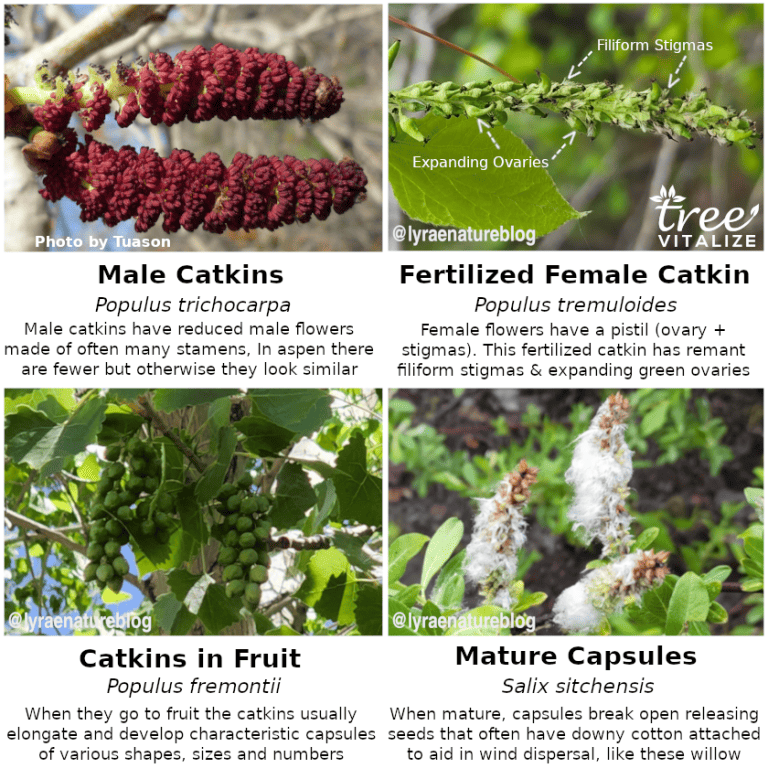 5 Different Types of Aspen Trees & Their Identifying Features