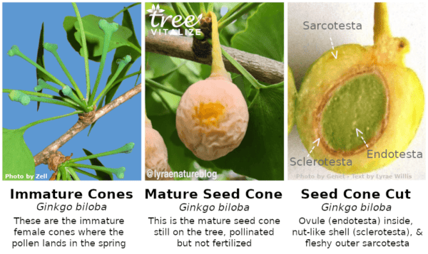 24 Different Types of Ginkgo Trees & Their Identifying Features