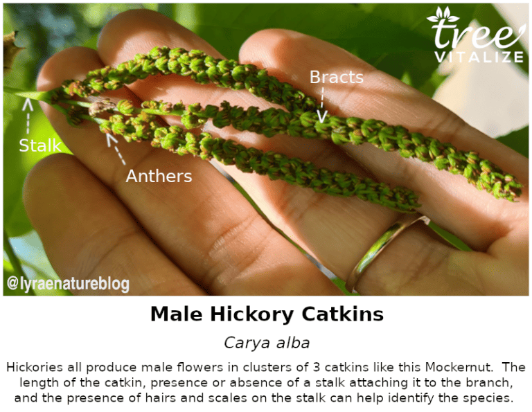 12 Different Types of Hickory Trees & Identifying Features