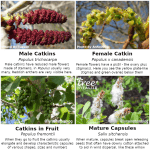 12 Different Types of Poplar Trees & Their Identifying Features