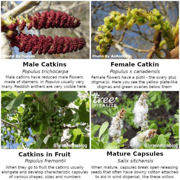 12 Different Types of Poplar Trees & Their Identifying Features