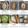 12 Different Types of Hickory Trees & Identifying Features