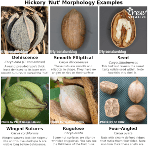 12 Different Types of Hickory Trees & Identifying Features