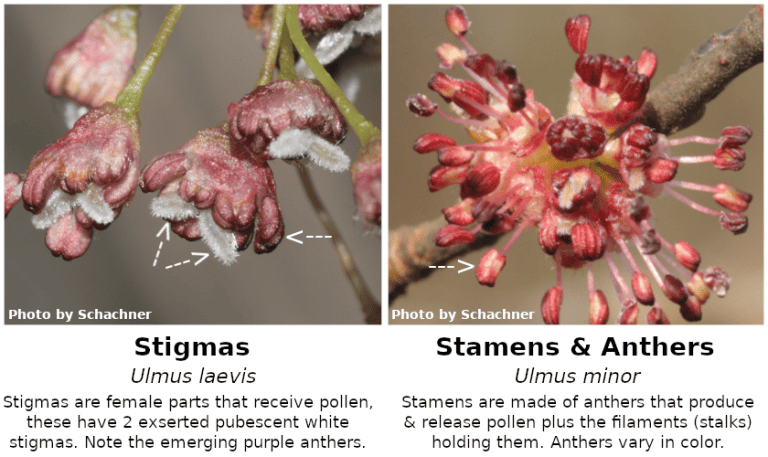 16 Different Types of Elm Trees & Their Identifying Features