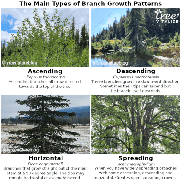 12 Different Types of Hickory Trees & Identifying Features