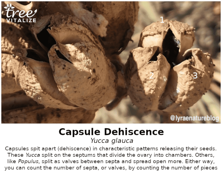 12 Different Types of Poplar Trees & Their Identifying Features