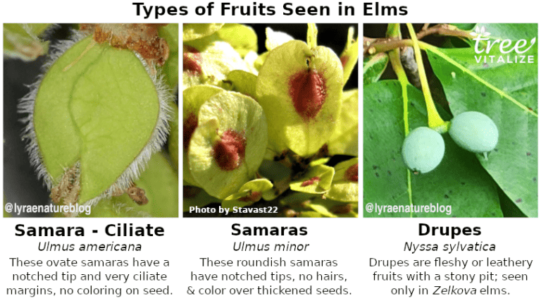 16 Different Types of Elm Trees & Their Identifying Features