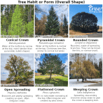 24 Different Types of Ginkgo Trees & Their Identifying Features
