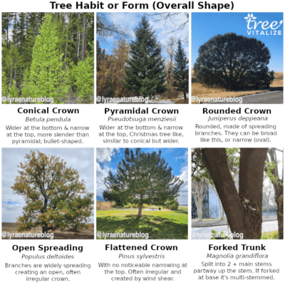 5 Different Types of Aspen Trees & Their Identifying Features