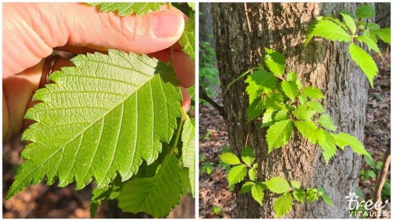 16 Different Types of Elm Trees & Their Identifying Features