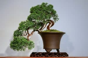 15 Different Types of Bonsai Trees (Common & Rare)