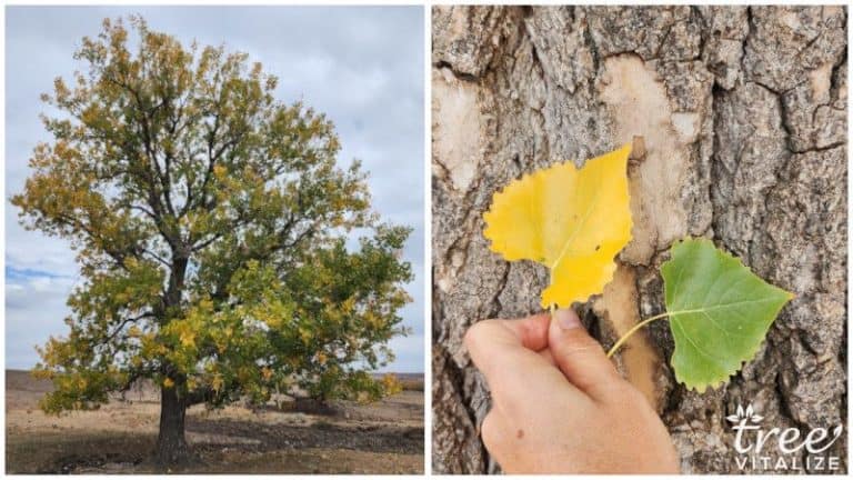 12 Different Types of Poplar Trees & Their Identifying Features