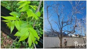 12 Different Types of Hickory Trees & Identifying Features