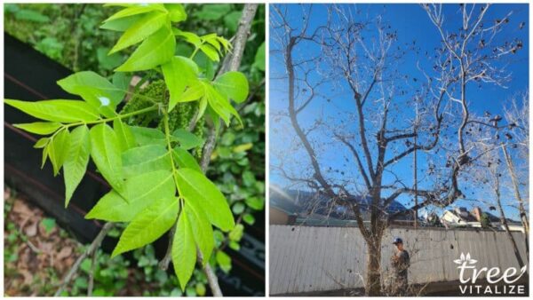 12 Different Types of Hickory Trees & Identifying Features