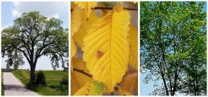 16 Different Types of Elm Trees & Their Identifying Features