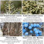 15 Different Types of Bonsai Trees (Common & Rare)