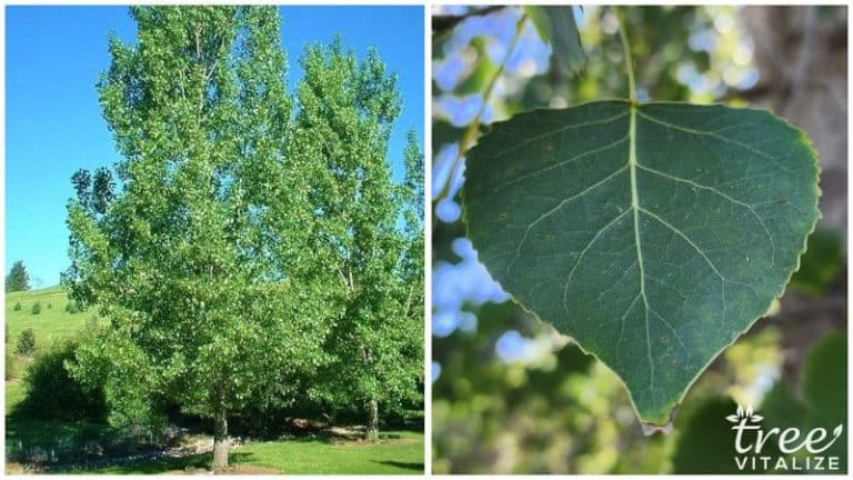 12 Different Types of Poplar Trees & Their Identifying Features
