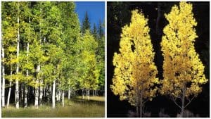 5 Different Types of Aspen Trees & Their Identifying Features