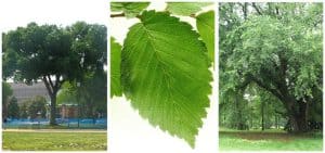 16 Different Types of Elm Trees & Their Identifying Features