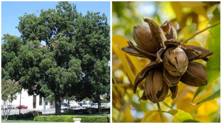 12 Different Types of Hickory Trees & Identifying Features