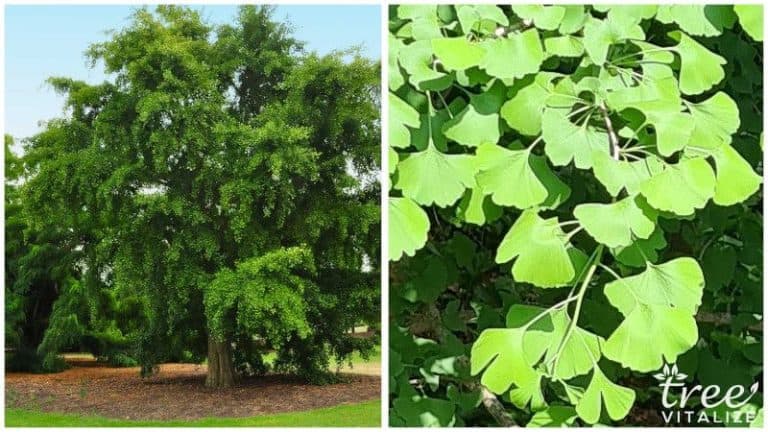 24 Different Types of Ginkgo Trees & Their Identifying Features