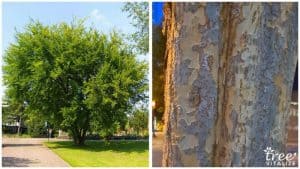 16 Different Types of Elm Trees & Their Identifying Features