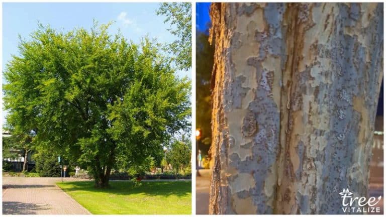 16 Different Types of Elm Trees & Their Identifying Features