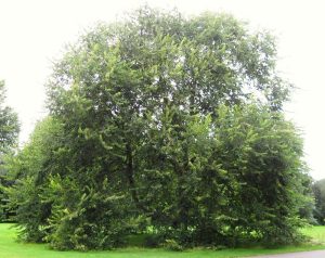 16 Different Types of Elm Trees & Their Identifying Features