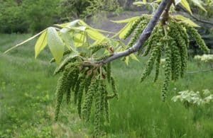 12 Different Types of Hickory Trees & Identifying Features