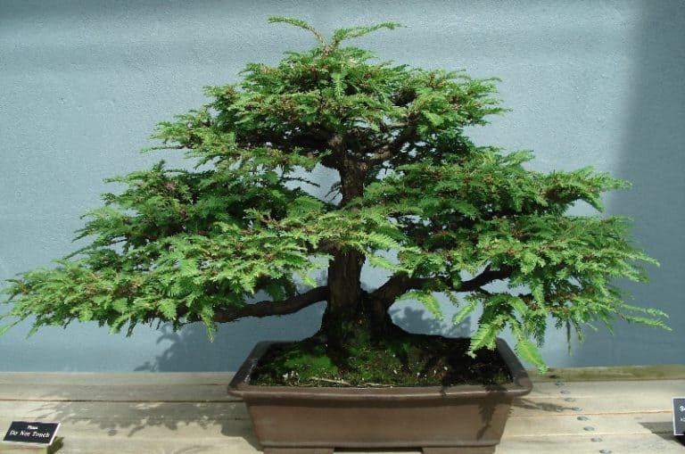 15 Different Types of Bonsai Trees (Common & Rare)