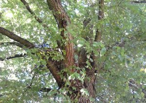 16 Different Types of Elm Trees & Their Identifying Features