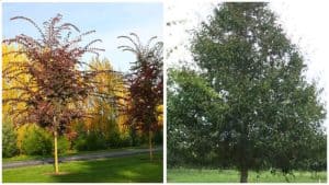 16 Different Types of Elm Trees & Their Identifying Features