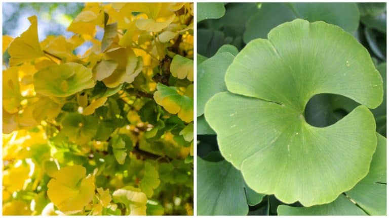 24 Different Types of Ginkgo Trees & Their Identifying Features