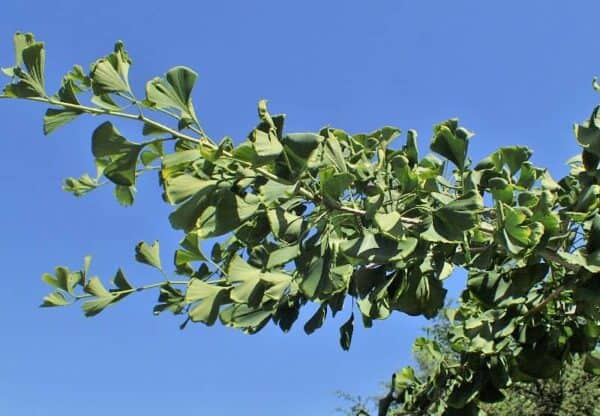 24 Different Types of Ginkgo Trees & Their Identifying Features