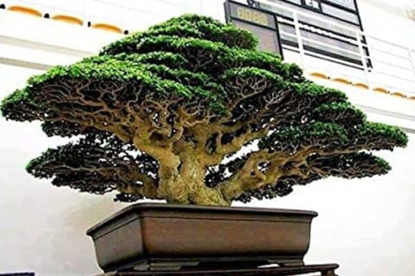 15 Different Types of Bonsai Trees (Common & Rare)