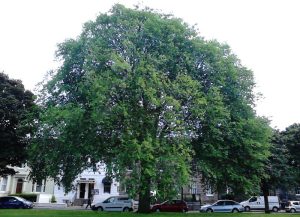 16 Different Types of Elm Trees & Their Identifying Features