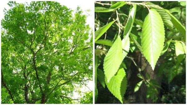16 Different Types of Elm Trees & Their Identifying Features