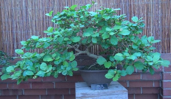 15 Different Types of Bonsai Trees (Common & Rare)