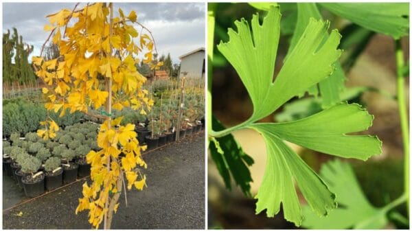 24 Different Types of Ginkgo Trees & Their Identifying Features