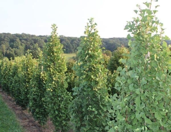 24 Different Types of Ginkgo Trees & Their Identifying Features