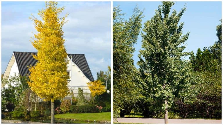 24 Different Types of Ginkgo Trees & Their Identifying Features