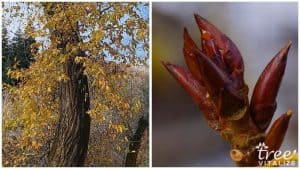 12 Different Types of Poplar Trees & Their Identifying Features
