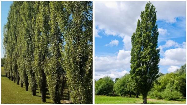 12 Different Types of Poplar Trees & Their Identifying Features