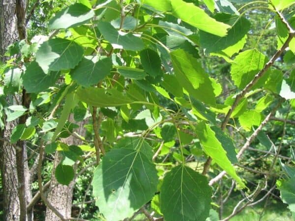 5 Different Types of Aspen Trees & Their Identifying Features