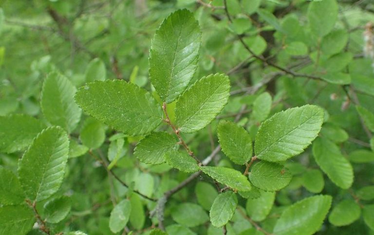 16 Different Types of Elm Trees & Their Identifying Features