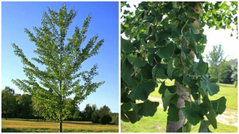 24 Different Types of Ginkgo Trees & Their Identifying Features