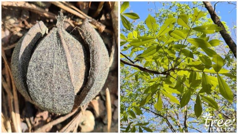 12 Different Types of Hickory Trees & Identifying Features