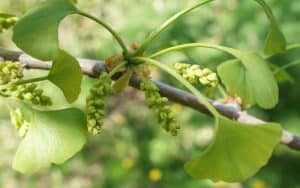 24 Different Types of Ginkgo Trees & Their Identifying Features