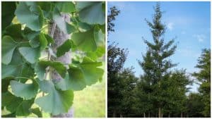 24 Different Types of Ginkgo Trees & Their Identifying Features